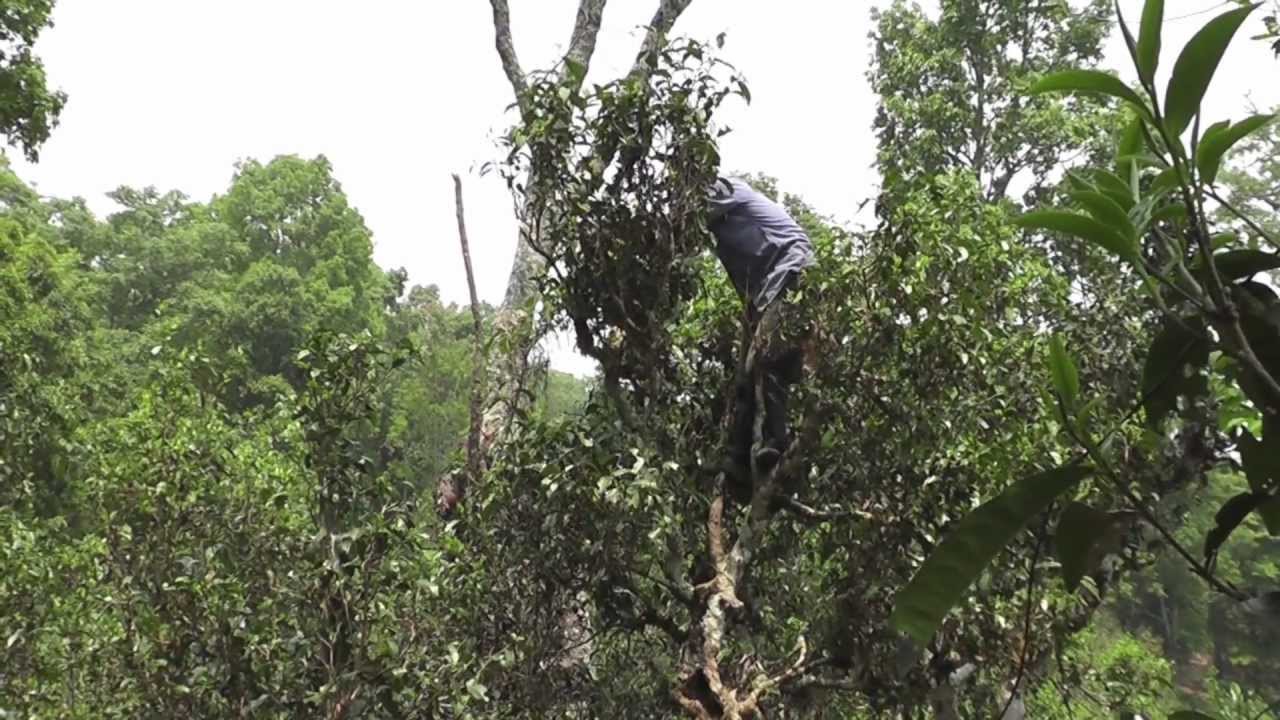 Plucking tea from a few hundred year's old tea tree - YouTube