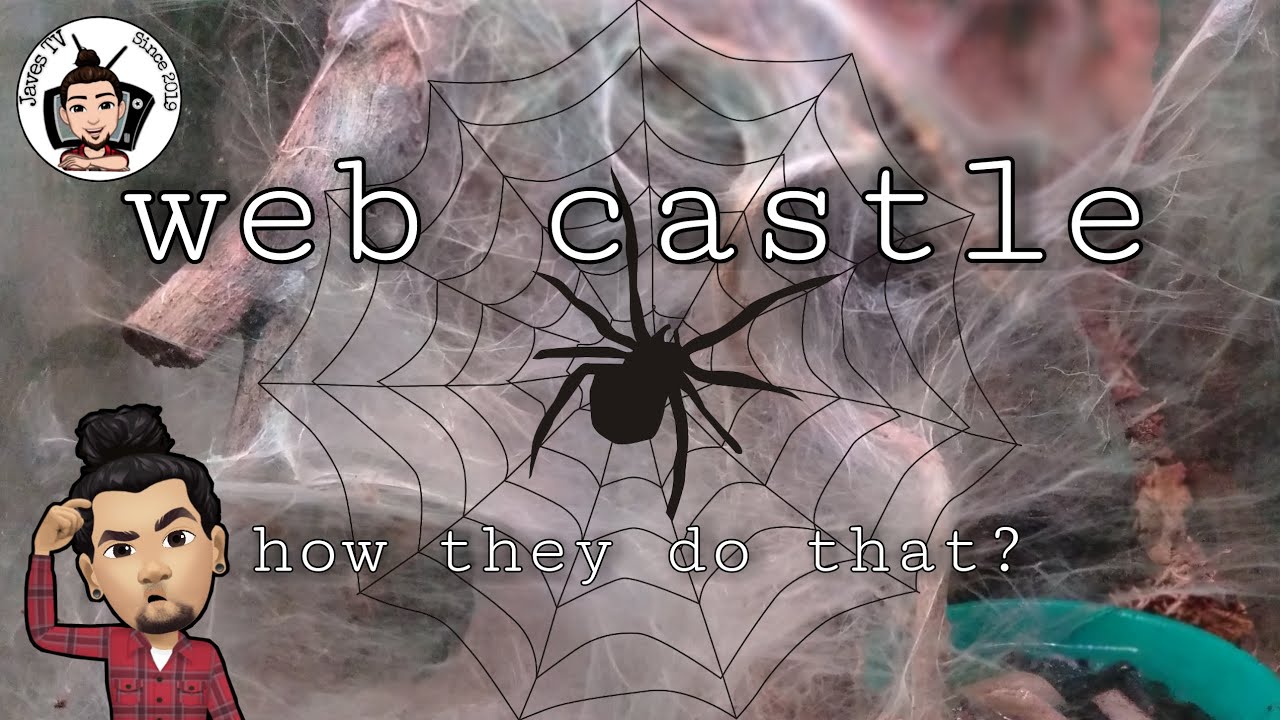 How a Tarantula Makes a Web Castle | @JavesTV - YouTube