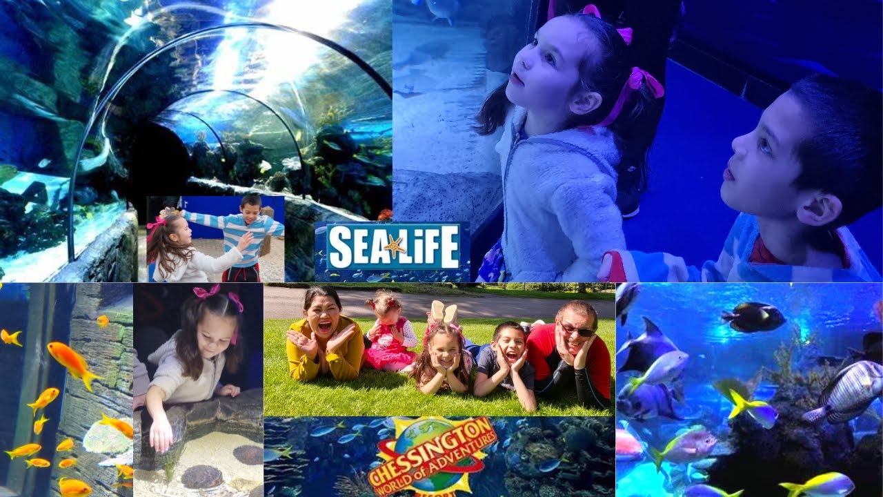 CHESSINGTON WORLD | SEALIFE | PENGUINS | DEERS | FAMILY ADVENTURE ...