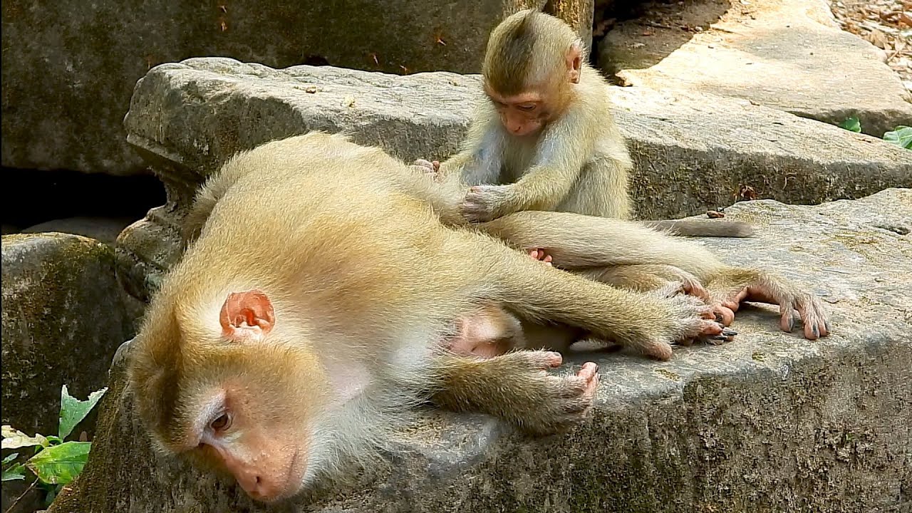 Lovely, Rainbow is a good little baby monkey, smart and polite. - YouTube