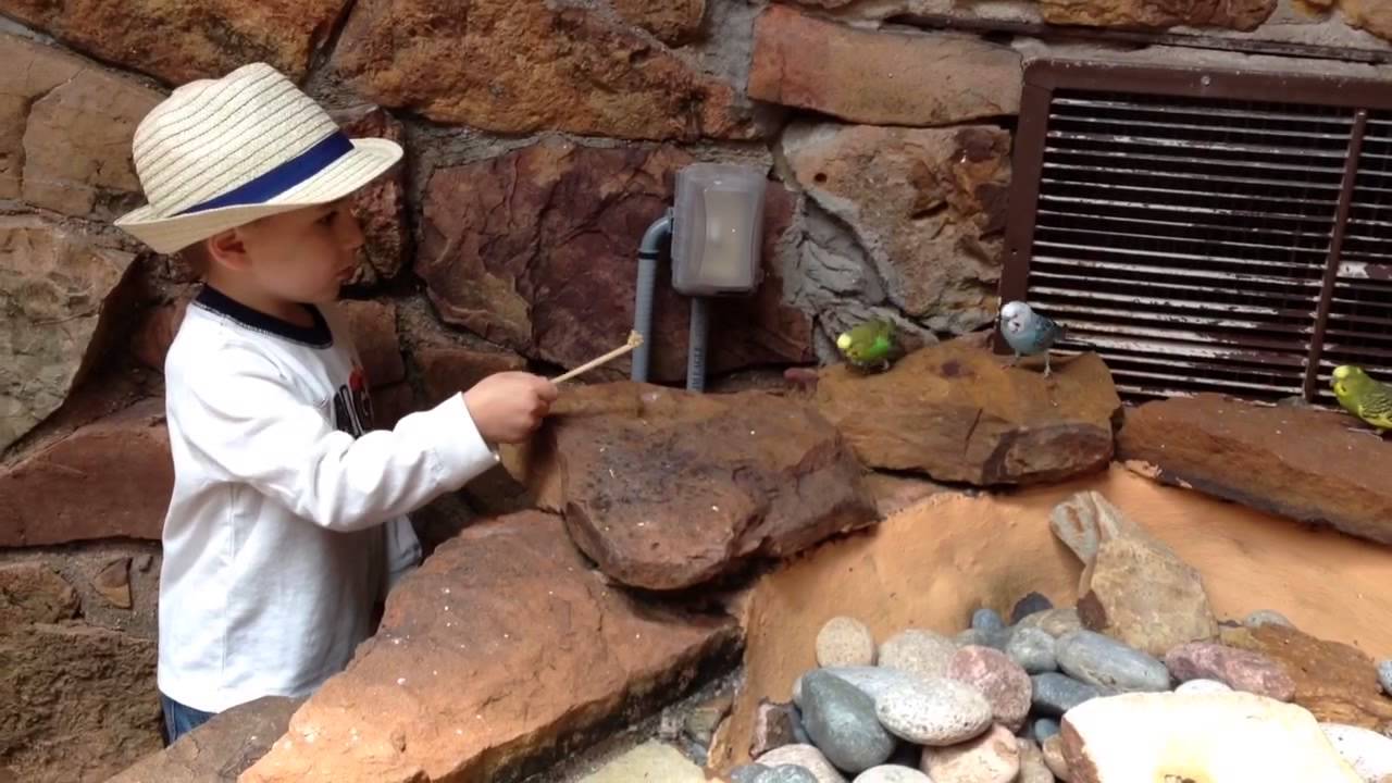 Braxton feeding the bird at the zoo - YouTube