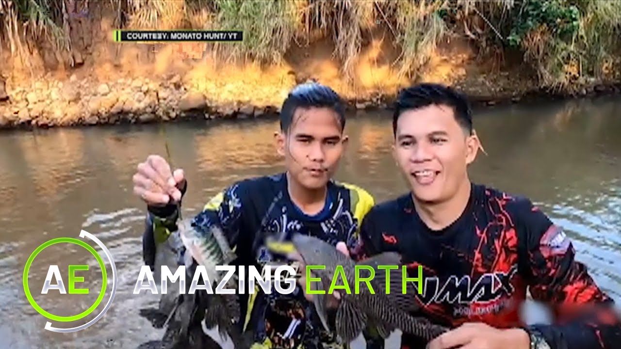 Amazing Earth: How about making janitor fish the star of our meal today ...