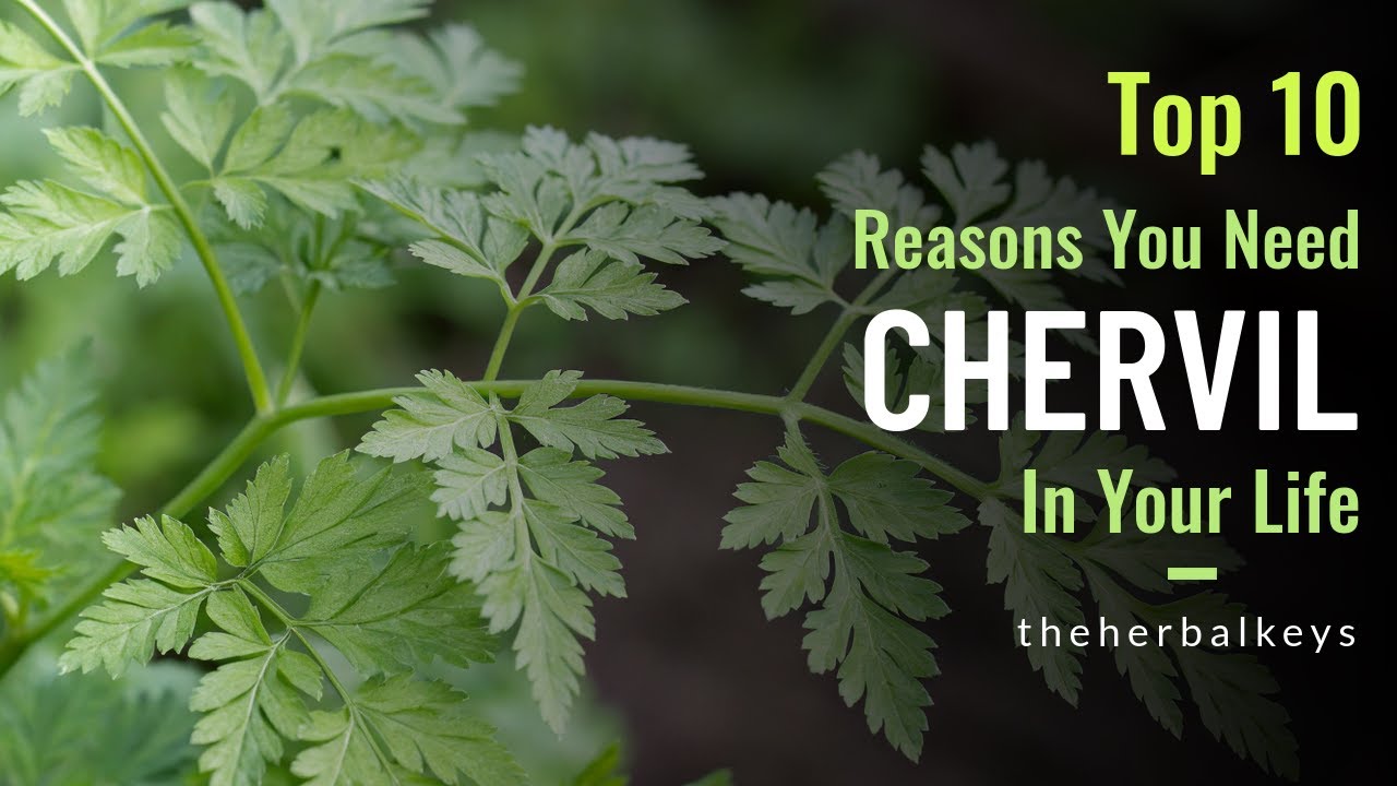 10 Secrets of Chervil: The Gourmet Herb Every Home & Garden Needs - YouTube