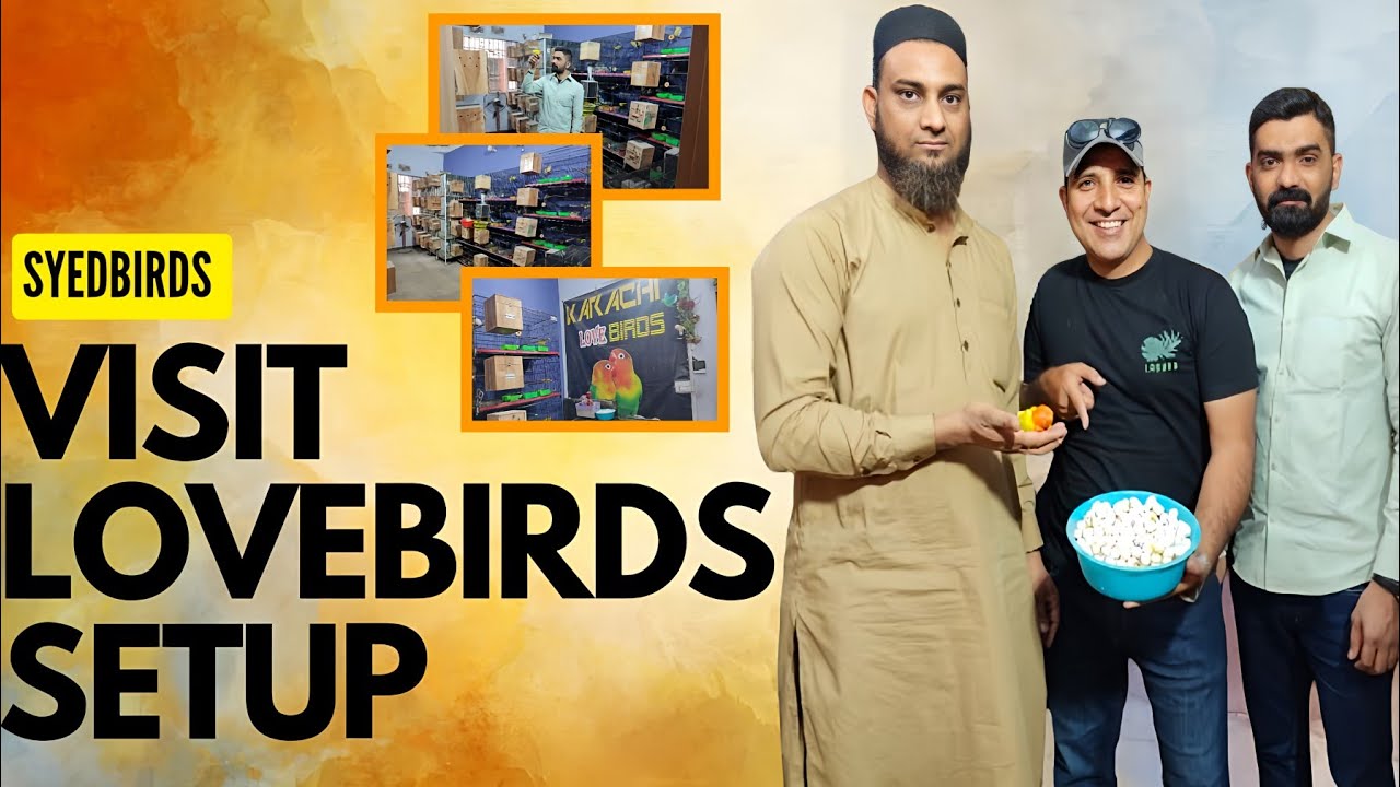Most Beautiful Love Birds Breeding Setup visit | Java Sparrow, Gouldian ...