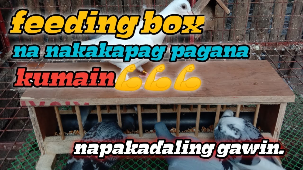 How to make feeding box (DIY FEEDING BOX) - YouTube