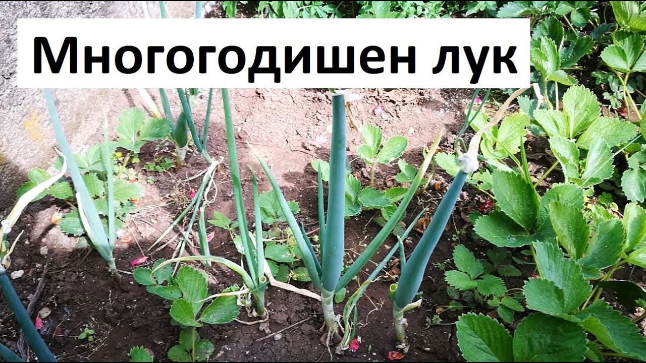 Многогодишен лук - YouTube