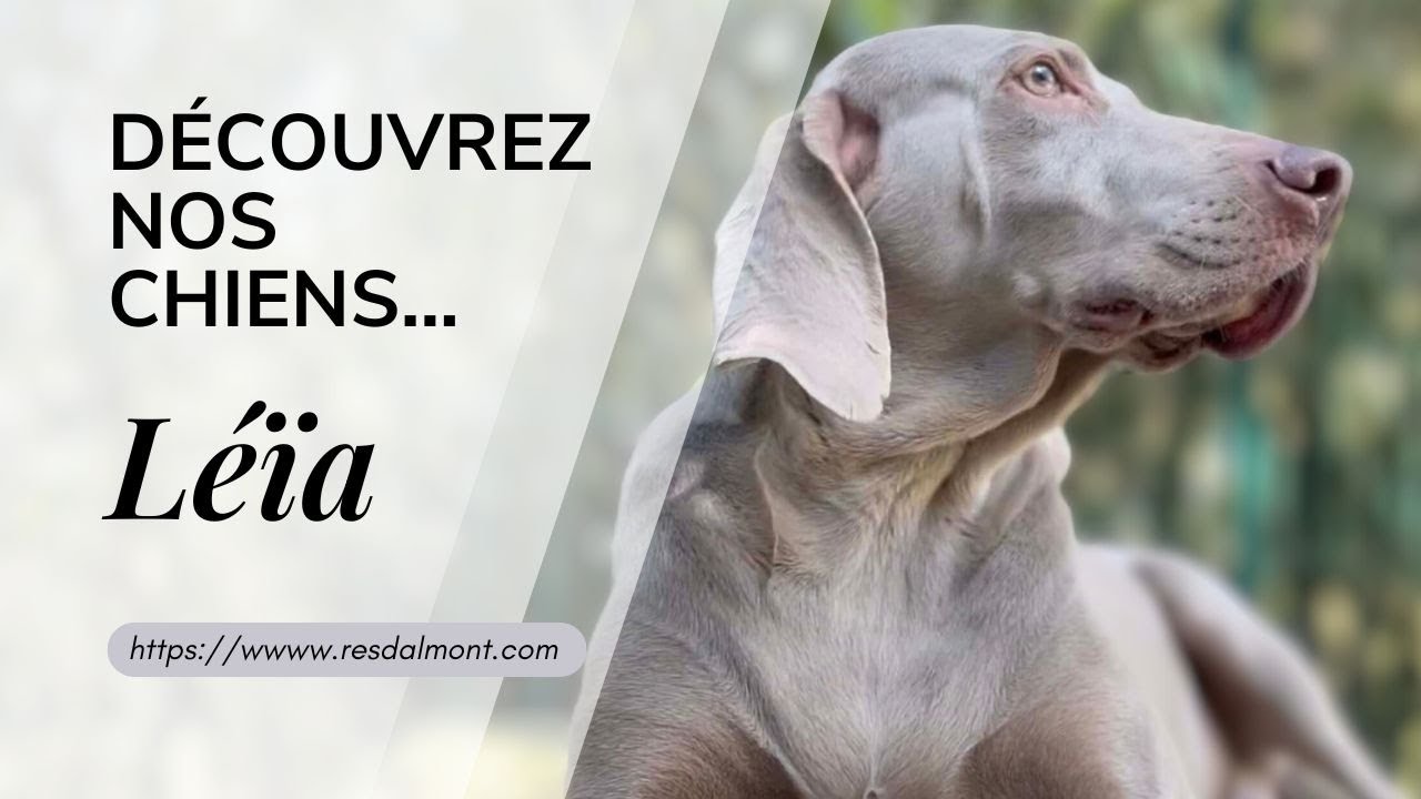 Découvrez nos Chiens...Léïa - YouTube