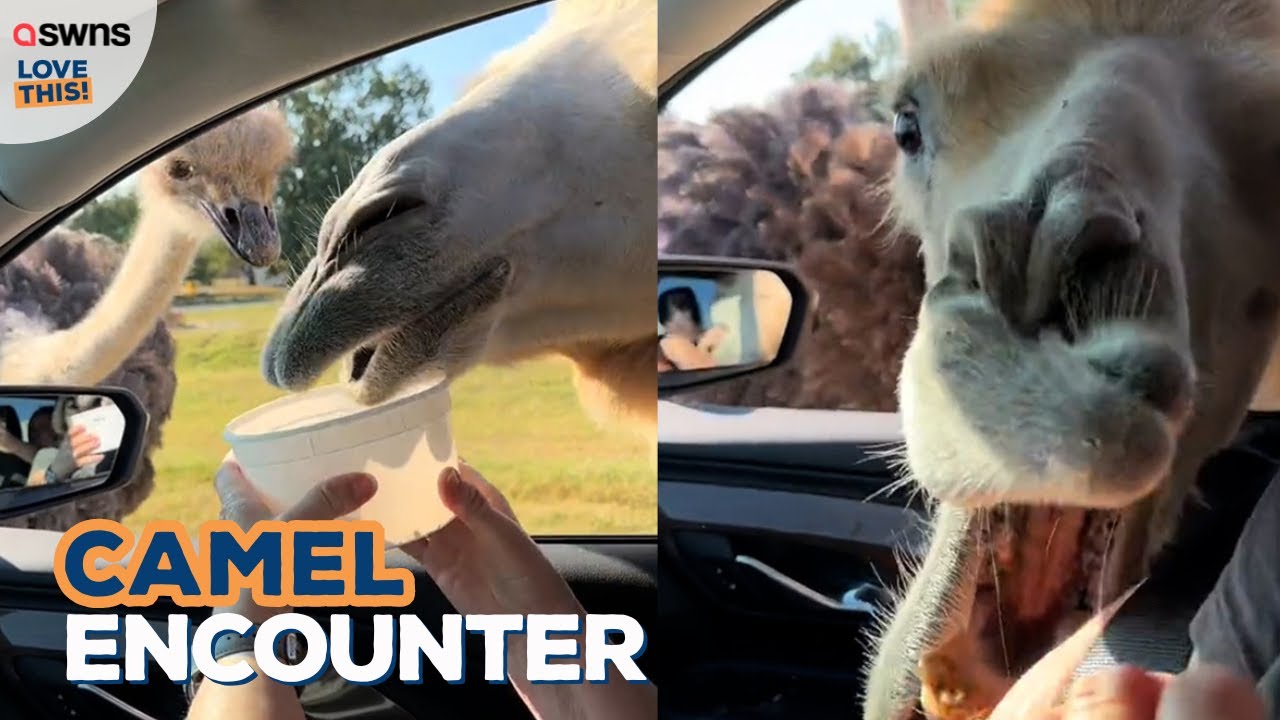 Hungry camel nibbles grandma! 😶😅🐪 | LOVE THIS! - YouTube