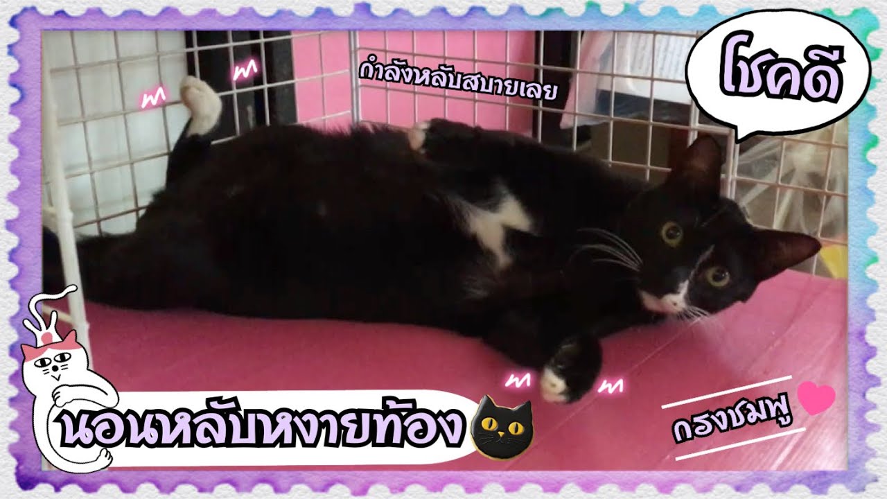 CAT || โชคดีนอนหลับหงายท้องอยู่ในกรง || Aui & Cat - YouTube