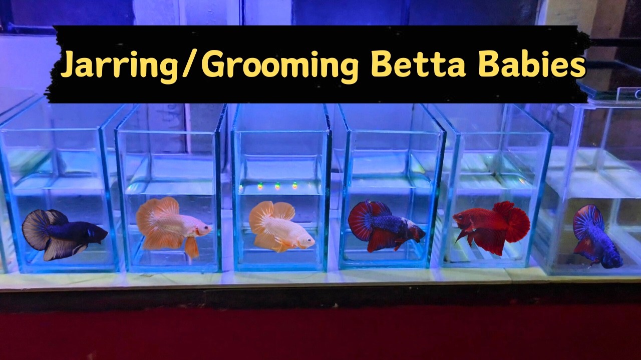 Grooming Betta Babies: Transforming Betta Fry into Stunning Betta Fish ...