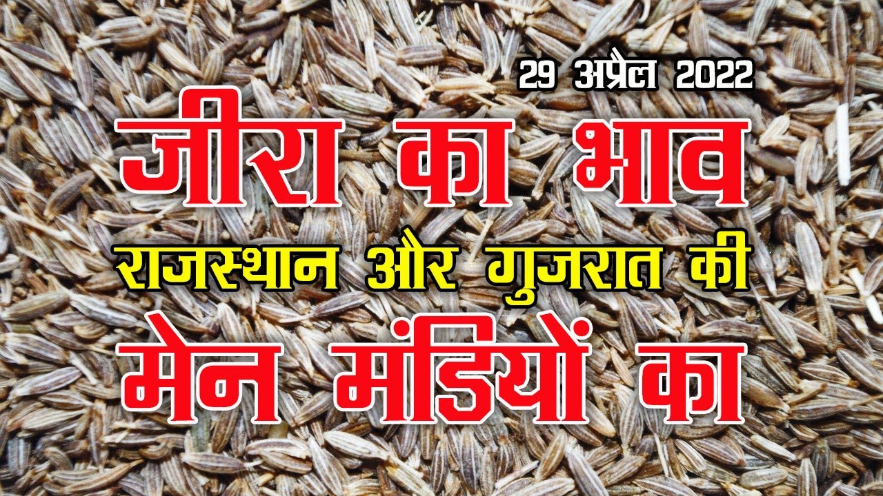 jeera price today | jeera price per kg | cumin seeds jeera - YouTube
