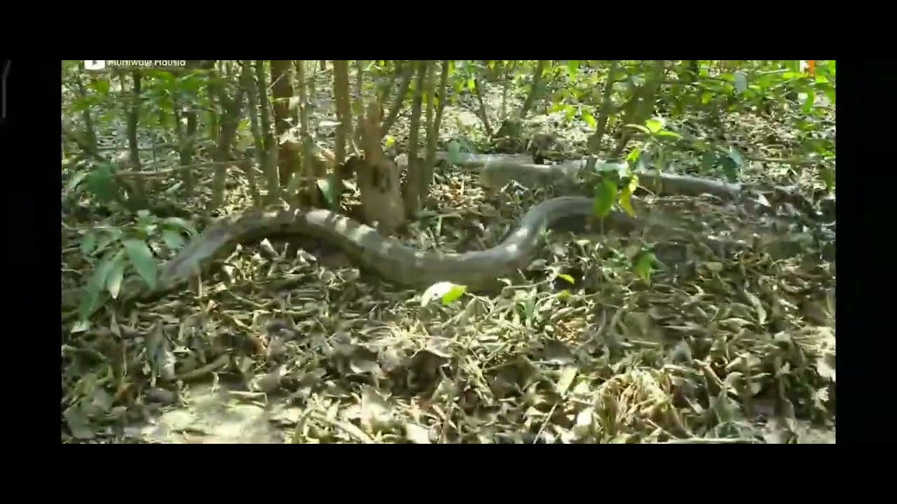 🥵23 April 2023 Mainne Ghar Ke pass dekha Ek ajagar saamp🐍#ajagar #python#youtubeblog#youtube# ...