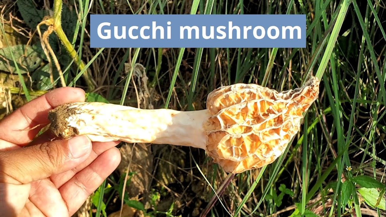Gucchi mushroom || Himachal Pradesh, India - YouTube