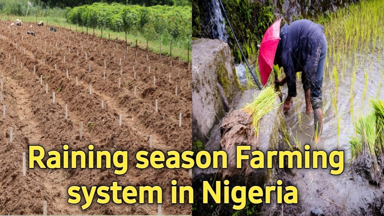Raining season crops Farming/ how to start up your farm - YouTube