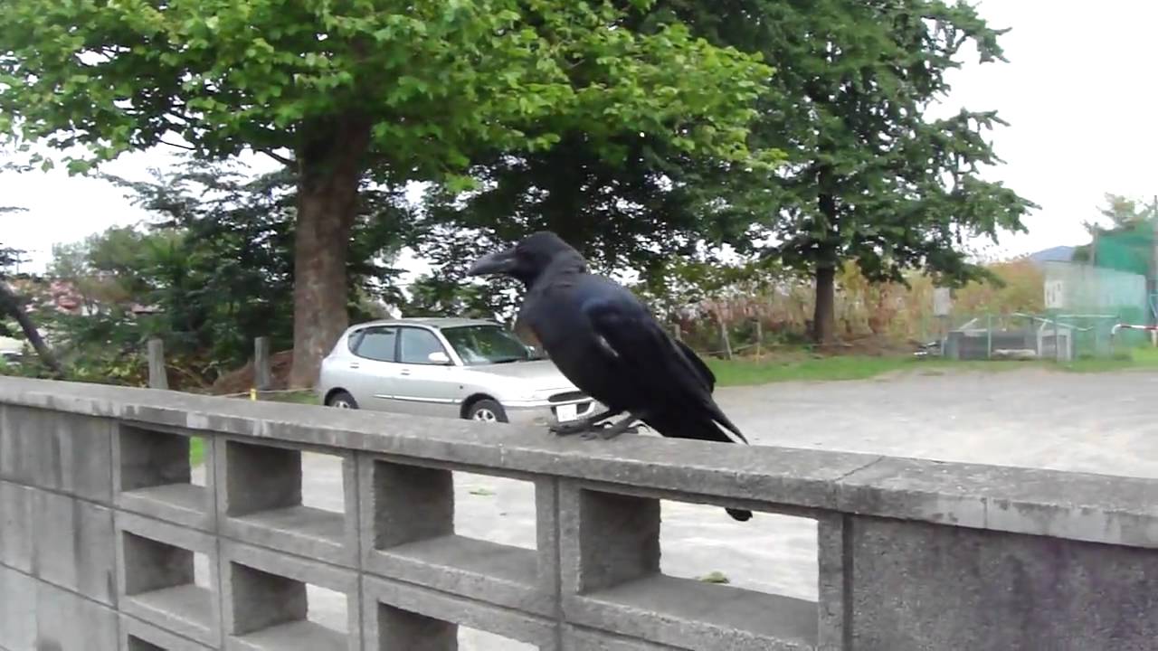 Japanese Ravens 2 - YouTube