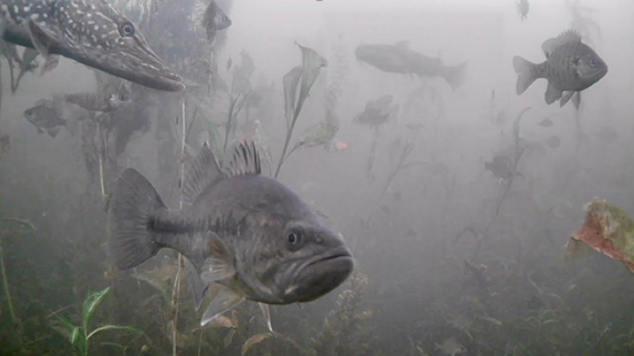 HUNDREDS of FISH! Super CLEAR Underwater Footage - Ice Fishing - YouTube