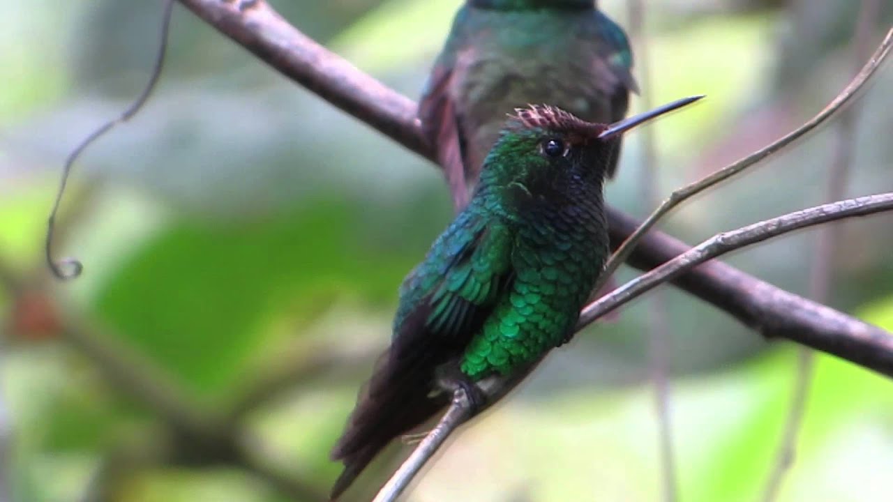 Violet Crowned Woodnymph Youtube