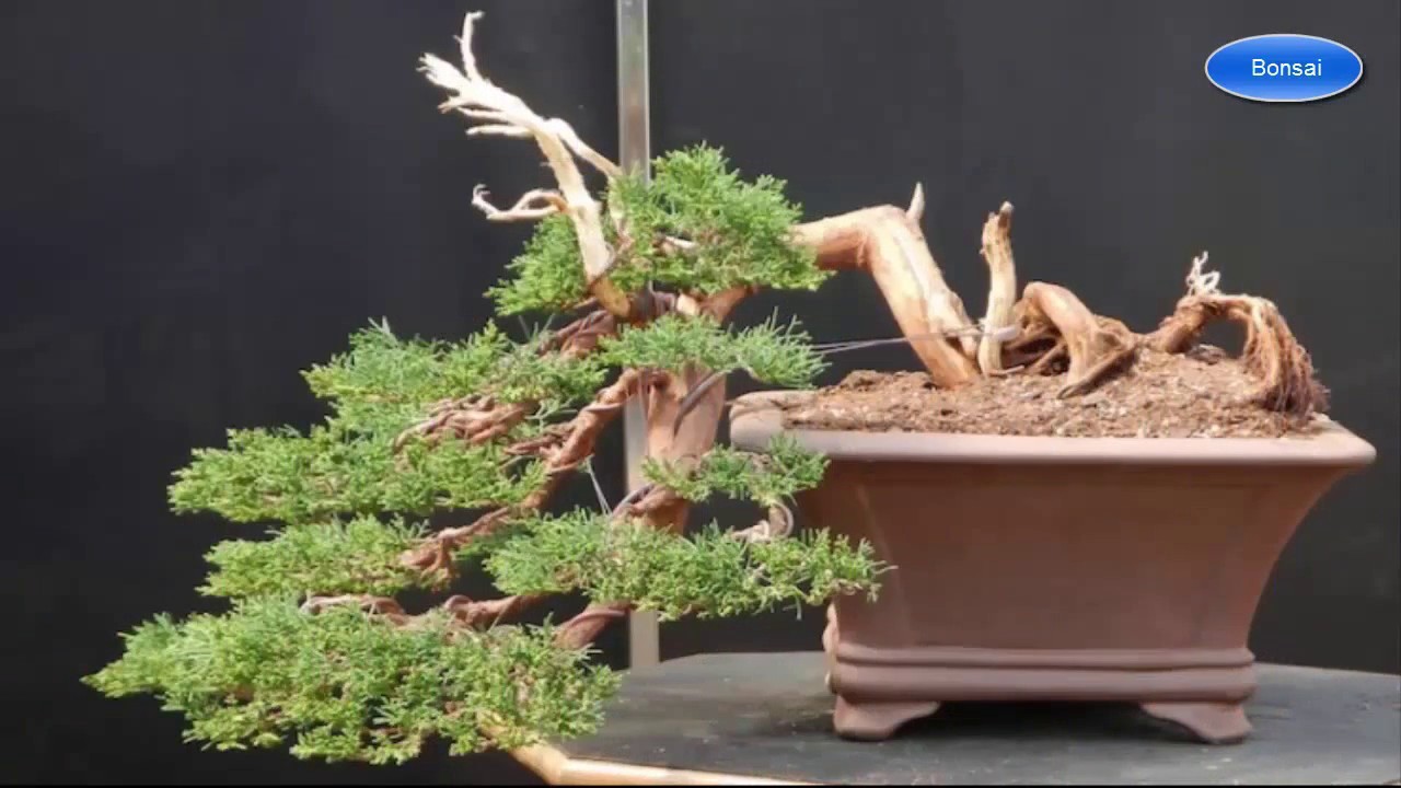 1001 CAY CANH DEP NHAT VIET NAM 2016 - YouTube