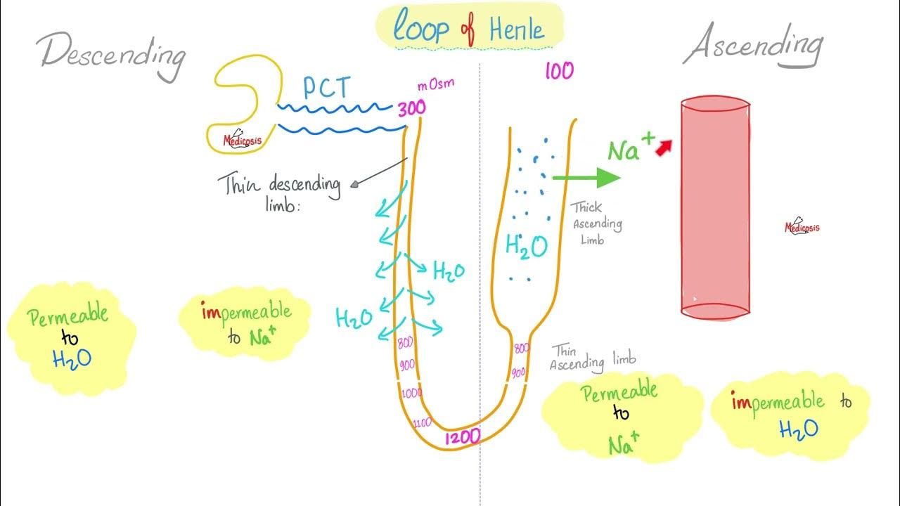 05. Loop of Henle | Kidney Physiology Course - YouTube