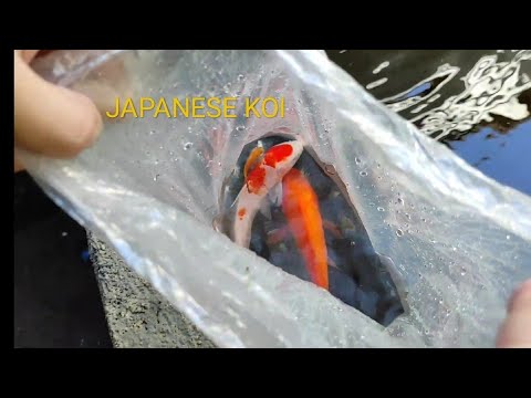 JAPANESE KOI AND TILAPIA POND,(tagalog) - YouTube