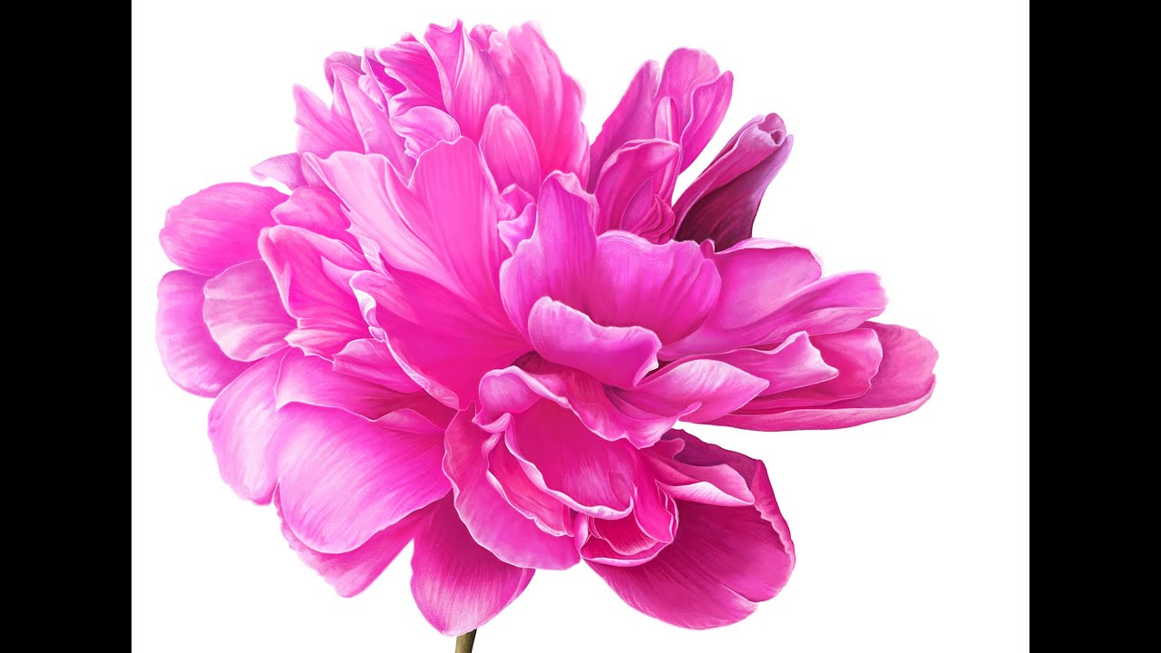 Single Bright Pink Peony Flower - YouTube