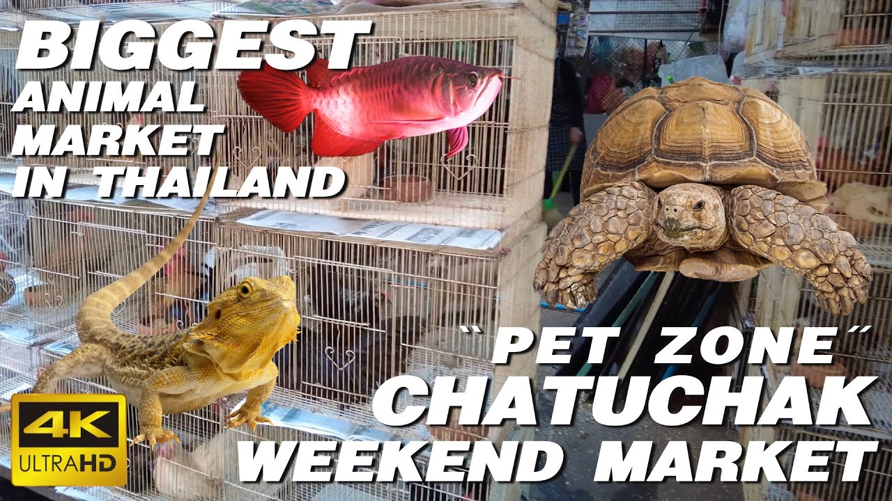 CHATUCHAK WEEKEND MARKET | PET ZONE | Biggest Animal Market in Thailand ...