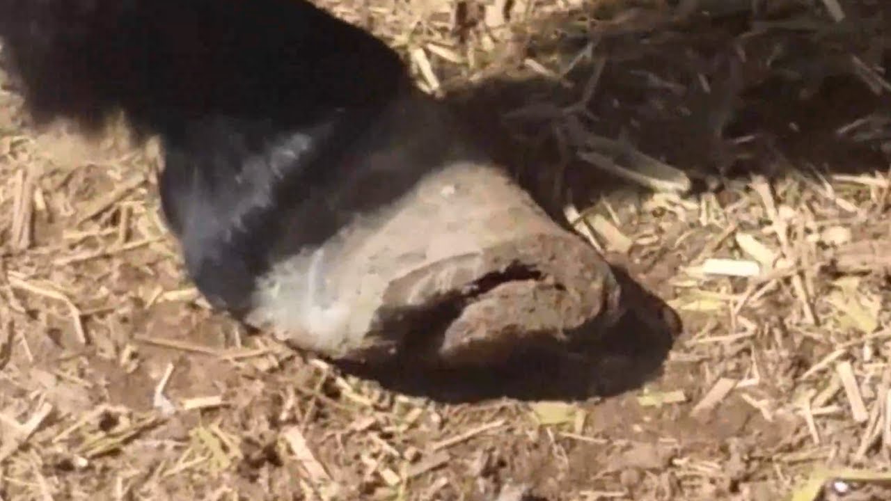 Rare double layered donkey hooves! Master easily cuts with a shovel ...