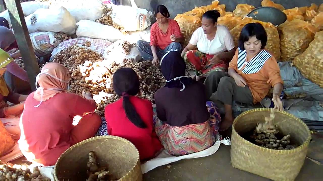 pengolahan jahe gajah garut - YouTube