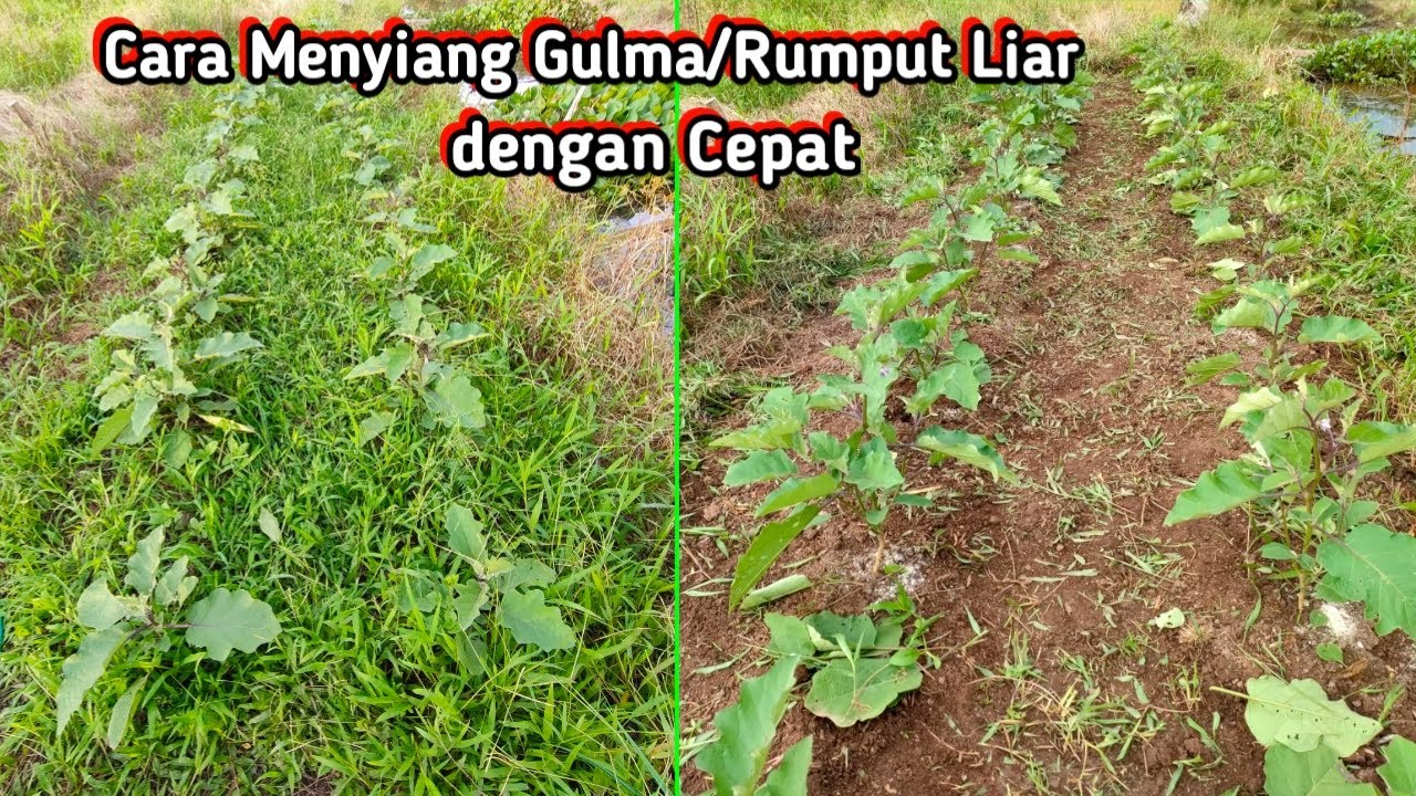 Cara Membersihkan Gulma/Rumput Liar pada Tanaman dengan Cepat dan Mudah ...