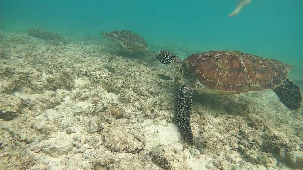 pawikan, moalboal - YouTube