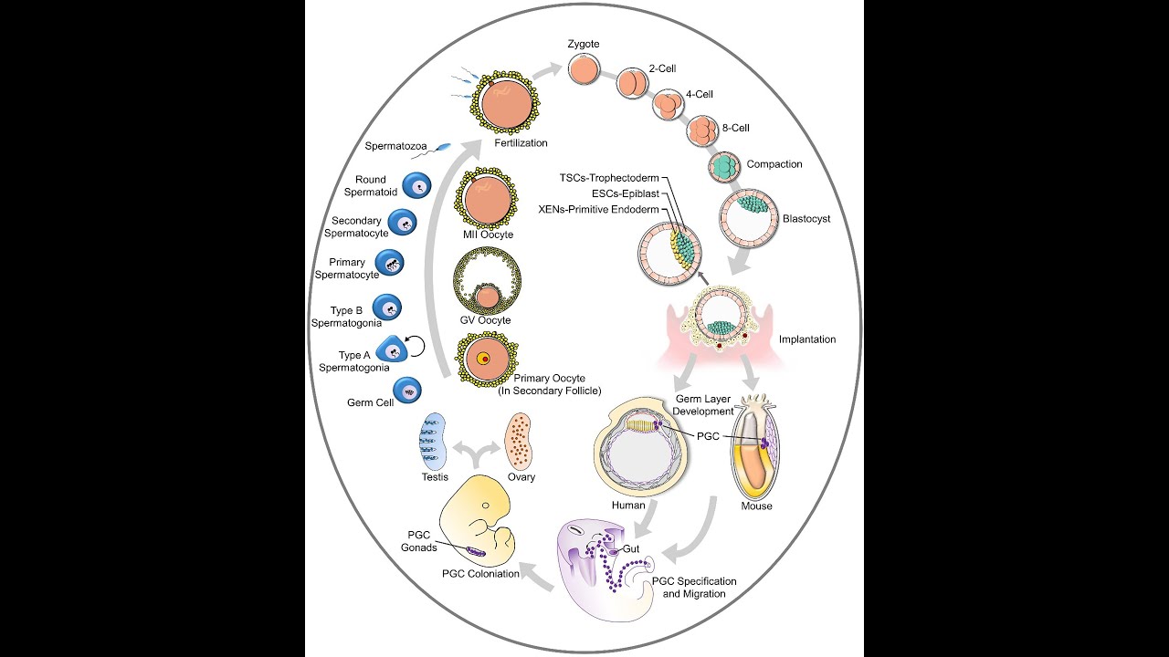 Genetic control of gametogenesis - YouTube