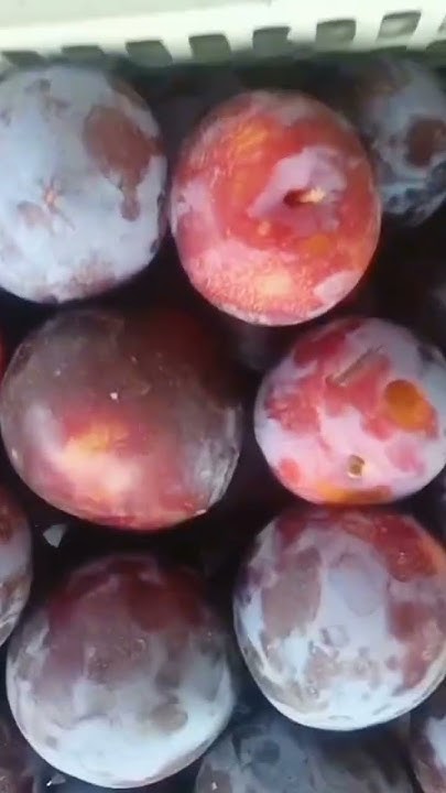 Irani plum #music #arabic #plumfruit #iranfood #shortsvideo # ...