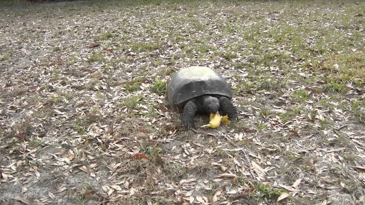 Gopher tortoise eating a banana and Chucky ready to chase cats!!!!! - YouTube