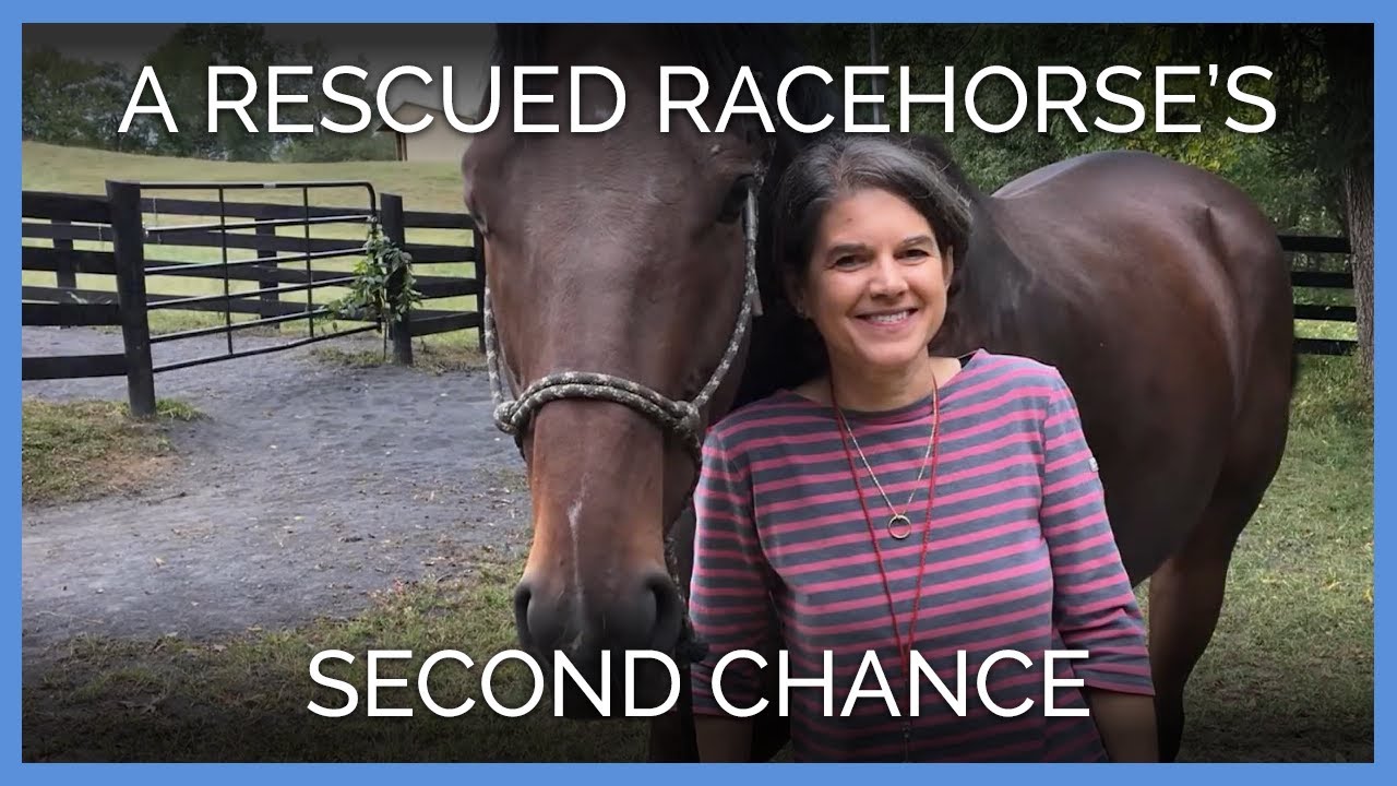 Rescued Racehorse Runs Into His New Guardian's Heart - YouTube