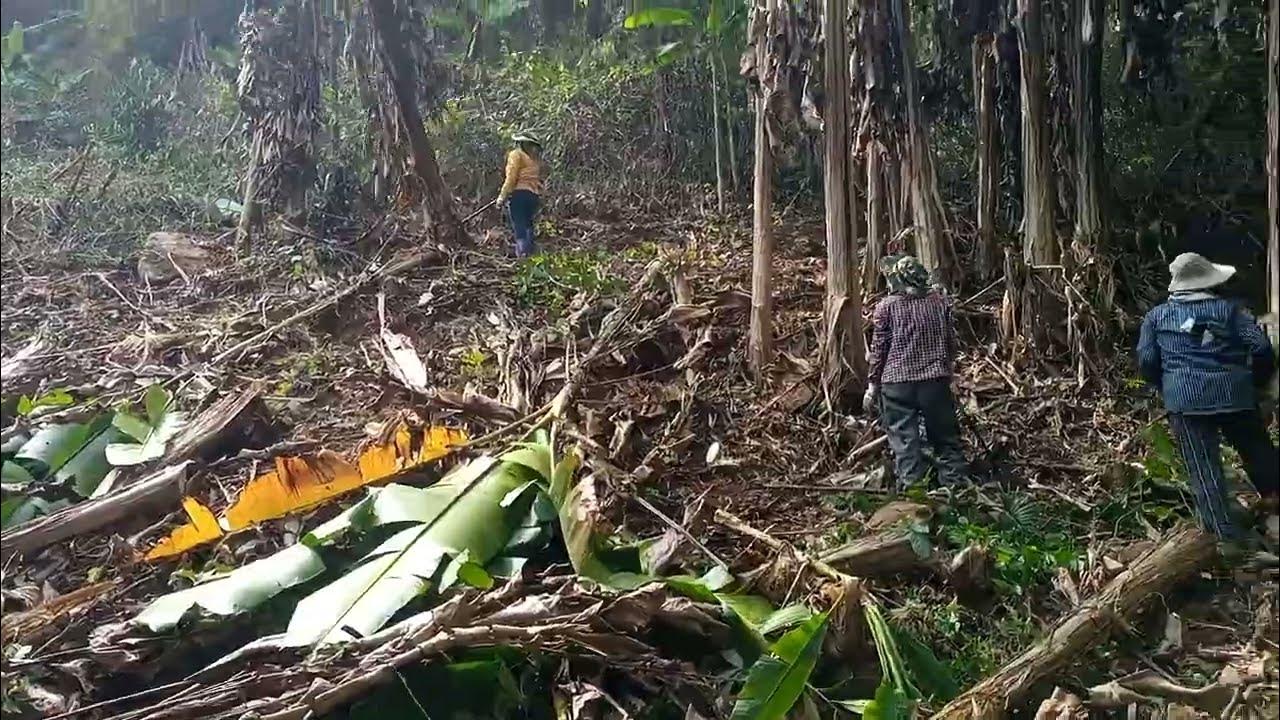 peb mus luaj teb pob kws 18/2/2024 - YouTube