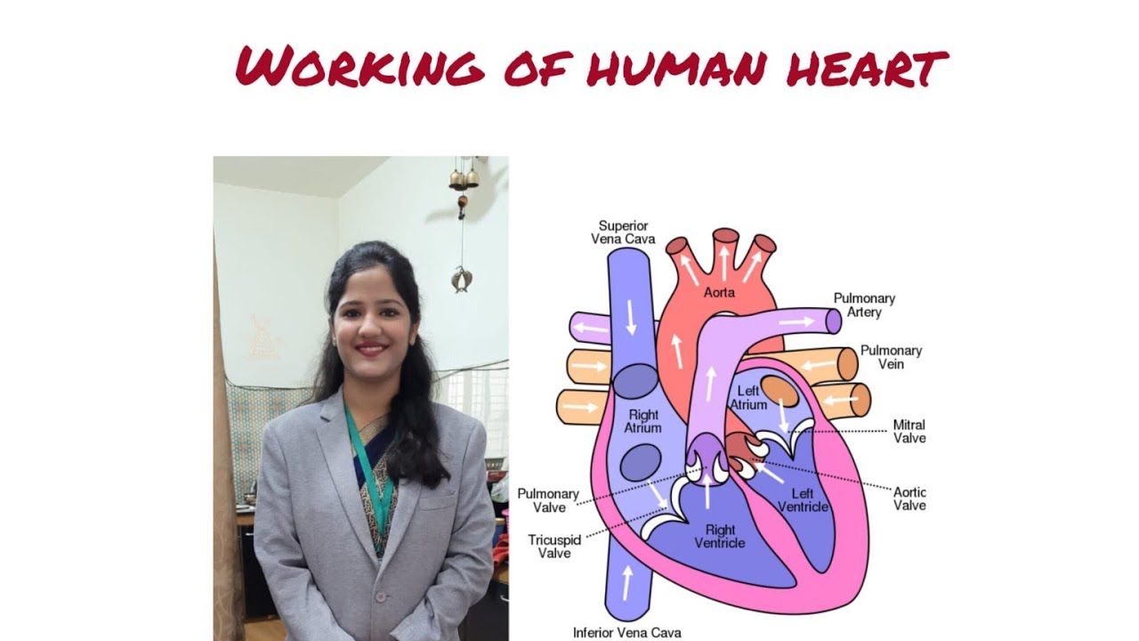 simple heart working explanation - YouTube