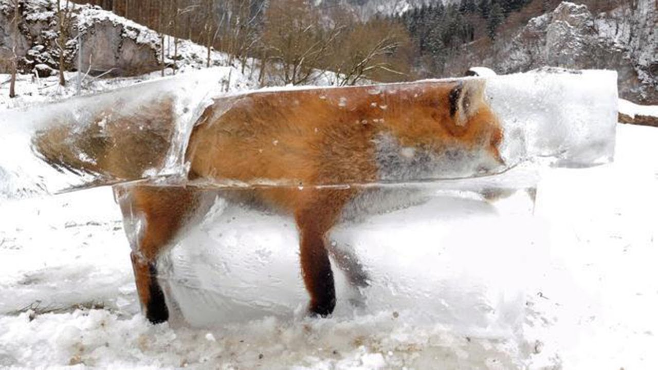 5 Unbelievably Frozen Animals - YouTube