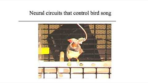 Intro to Neural Computation - YouTube