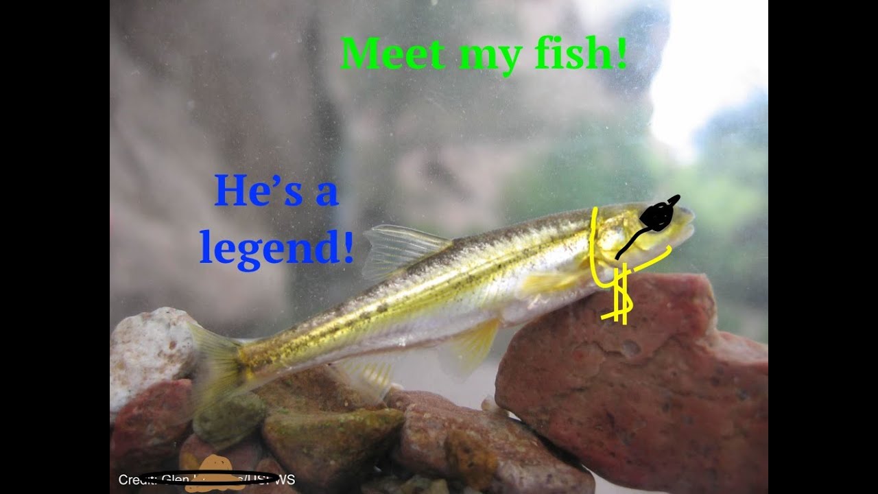 Meet fishy boi! - YouTube