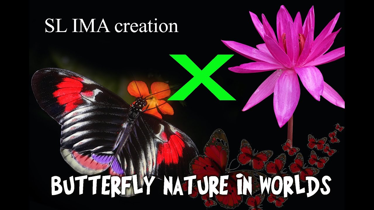 Butterfly nature in worlds 🦋SL IMA creation - YouTube