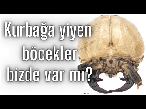 Kurbağa yiyen böcekler bizde var mı? (Epomis)