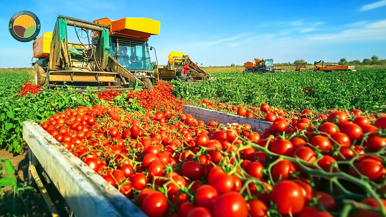 How Farmers Harvest 27 Billion Pound of Tomatoes by Machine to Produce ...