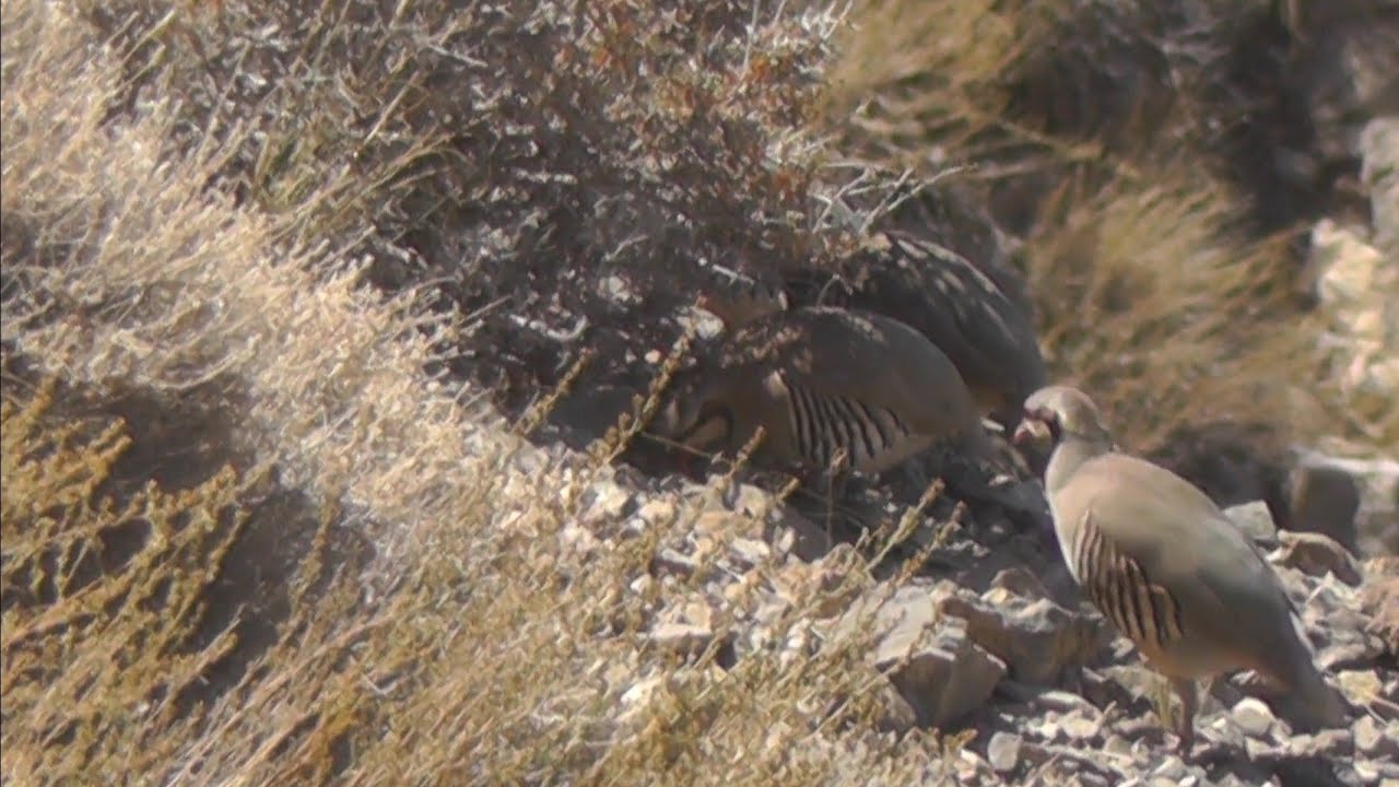 sese partridge with chicks hunting in chiltan #alihunter - YouTube