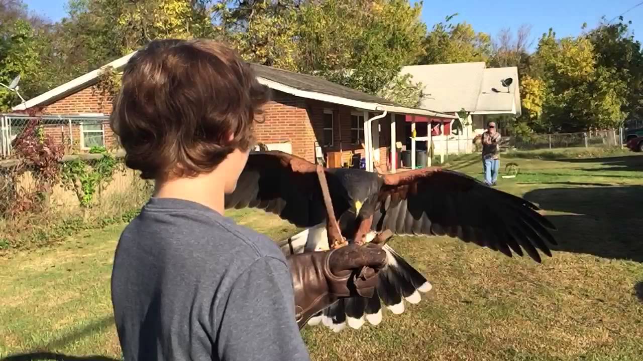 Feeding the Harris Hawk - YouTube