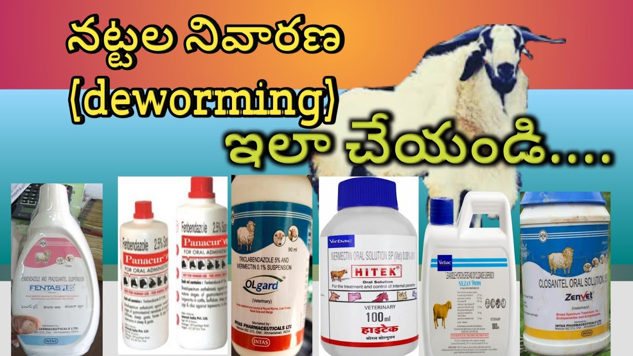 deworming in sheeps-deworming shedule in sheep farming-best dewormers ...
