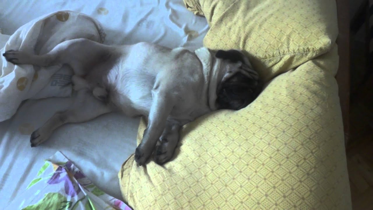 Mops sleep - YouTube