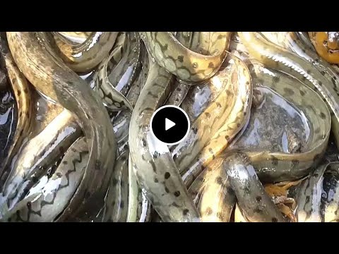 Best baim fishing using bamboo. - YouTube