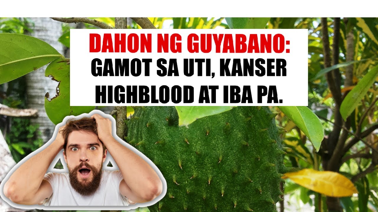 Dahon ng Guyabano: Gamot sa UTI, Kanser, Highblood at iba pa - YouTube