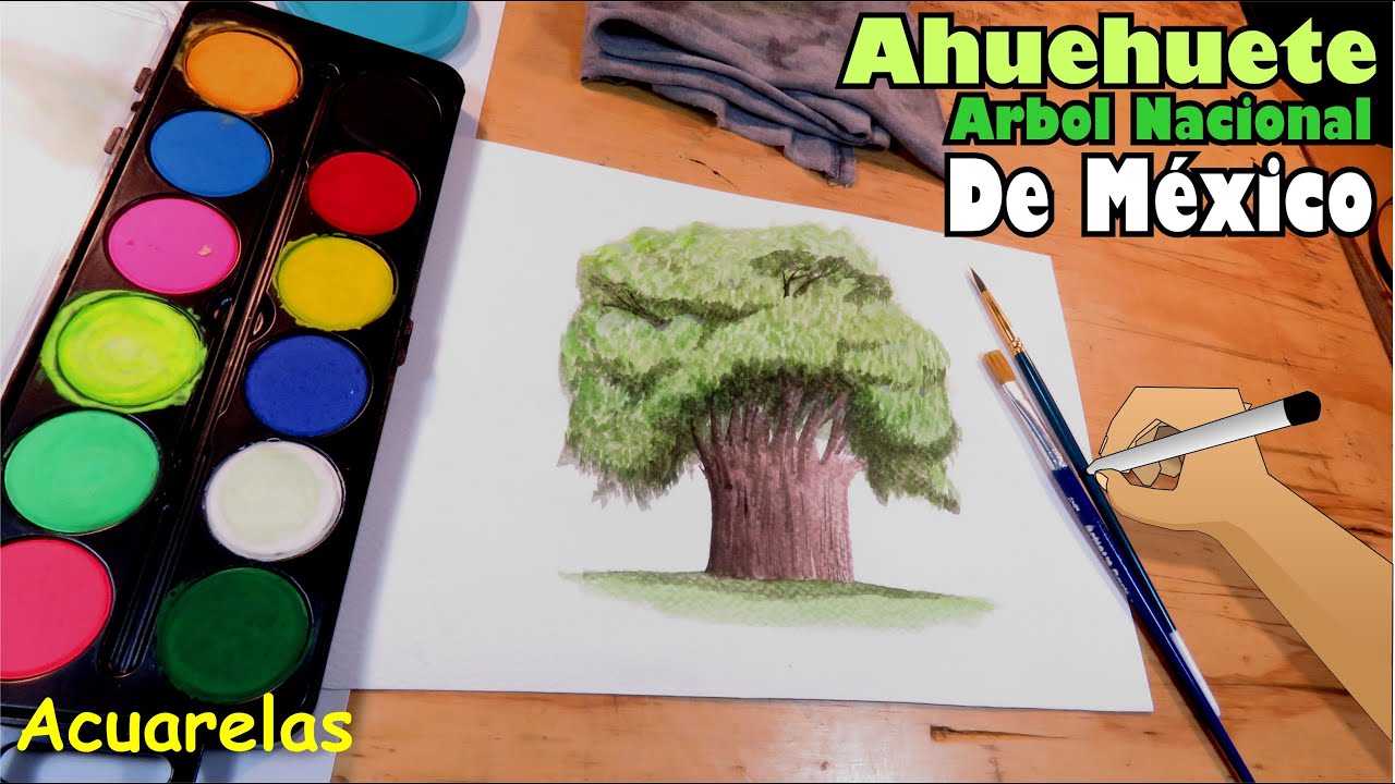 Cómo pintar el Ahuehuete, Árbol Nacional de México con acuarelas - YouTube
