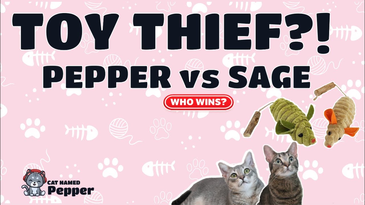 The Great Cat Toy Showdown - YouTube